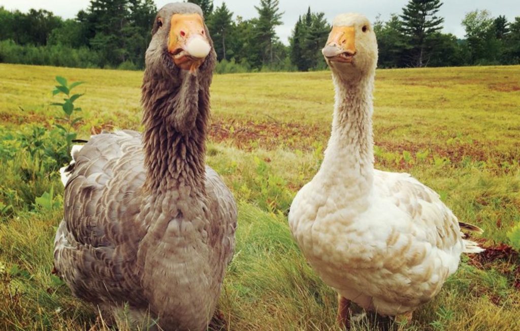The Toulouse Goose - Backyard Poultry